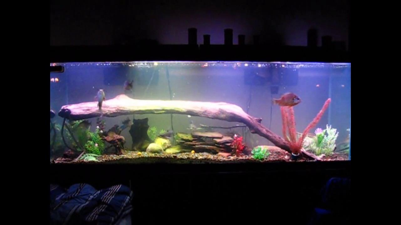 Native Fish Tank (Update 1) - YouTube