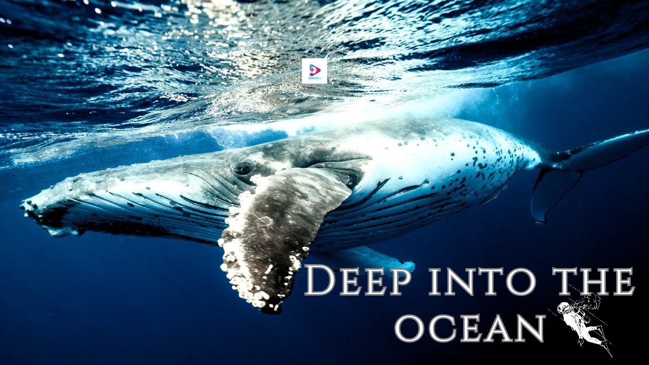 Deep Into The Oceans🐬| Real Experience of Scuba Diving🤿| Deep ...