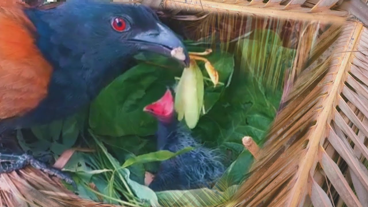 INDUK BURUNG BUTBUT MERAWAT BAYI TUNGGAL YANG BARU MENETAS - YouTube