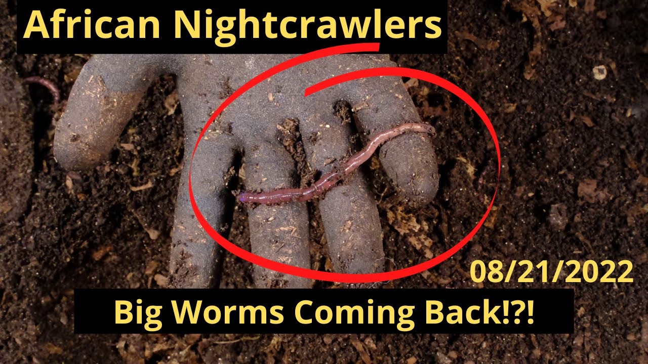 African Nightcrawlers - Big Worms Coming Back!?! 08/21/2022 - YouTube