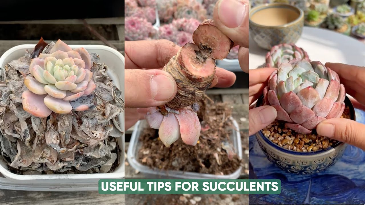 EASY Succulent Care for Beginners! | 다육이 | 多肉植物 - YouTube