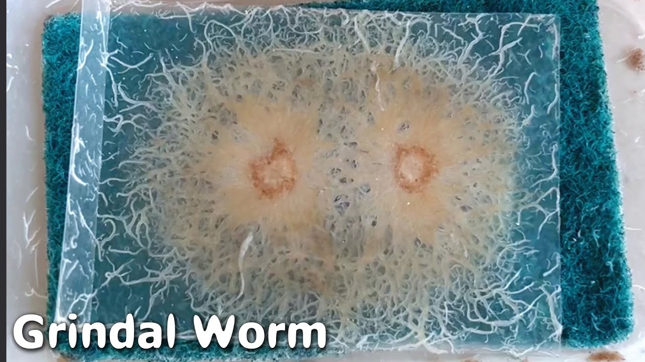 Unlimited Live Food! Culture Grindal Worm without Soil - YouTube