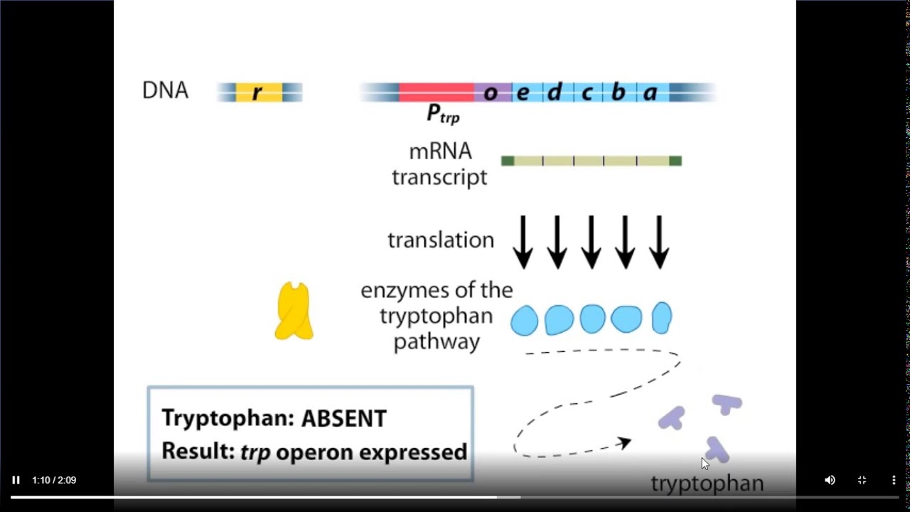 Gene Expression and Lac/Trp Operons - YouTube