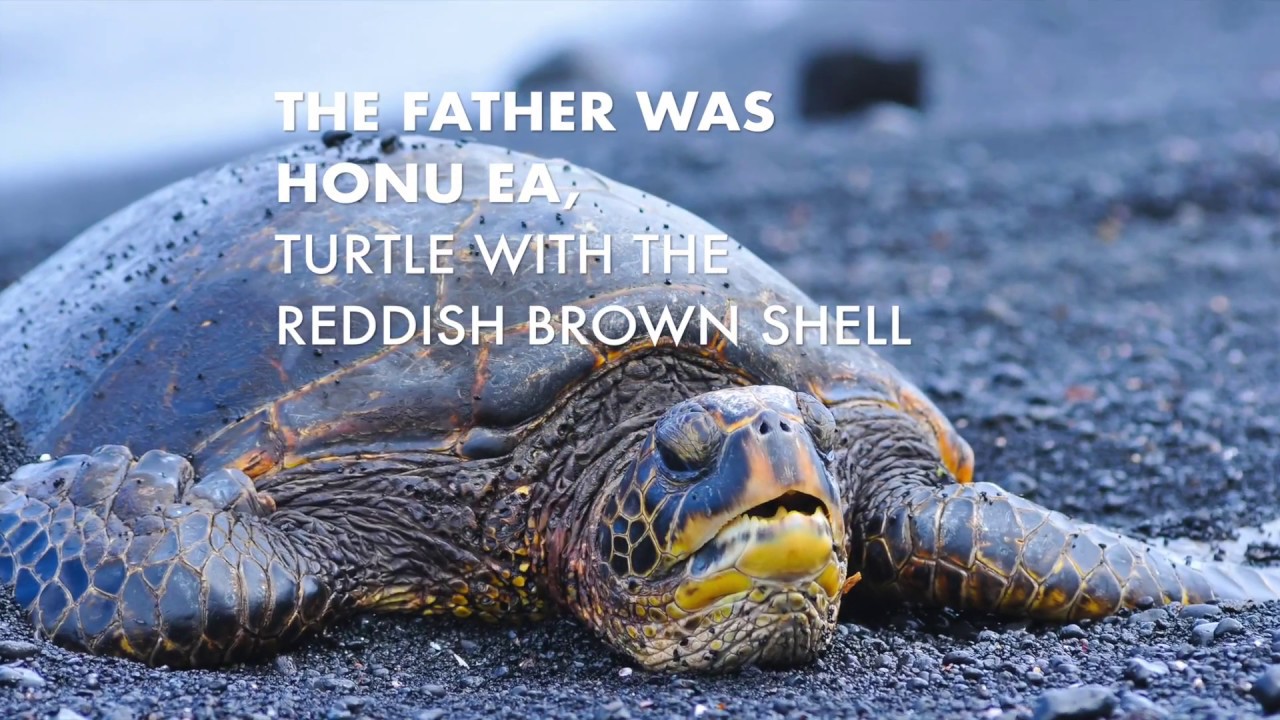 Turtle Girl Kauila - YouTube