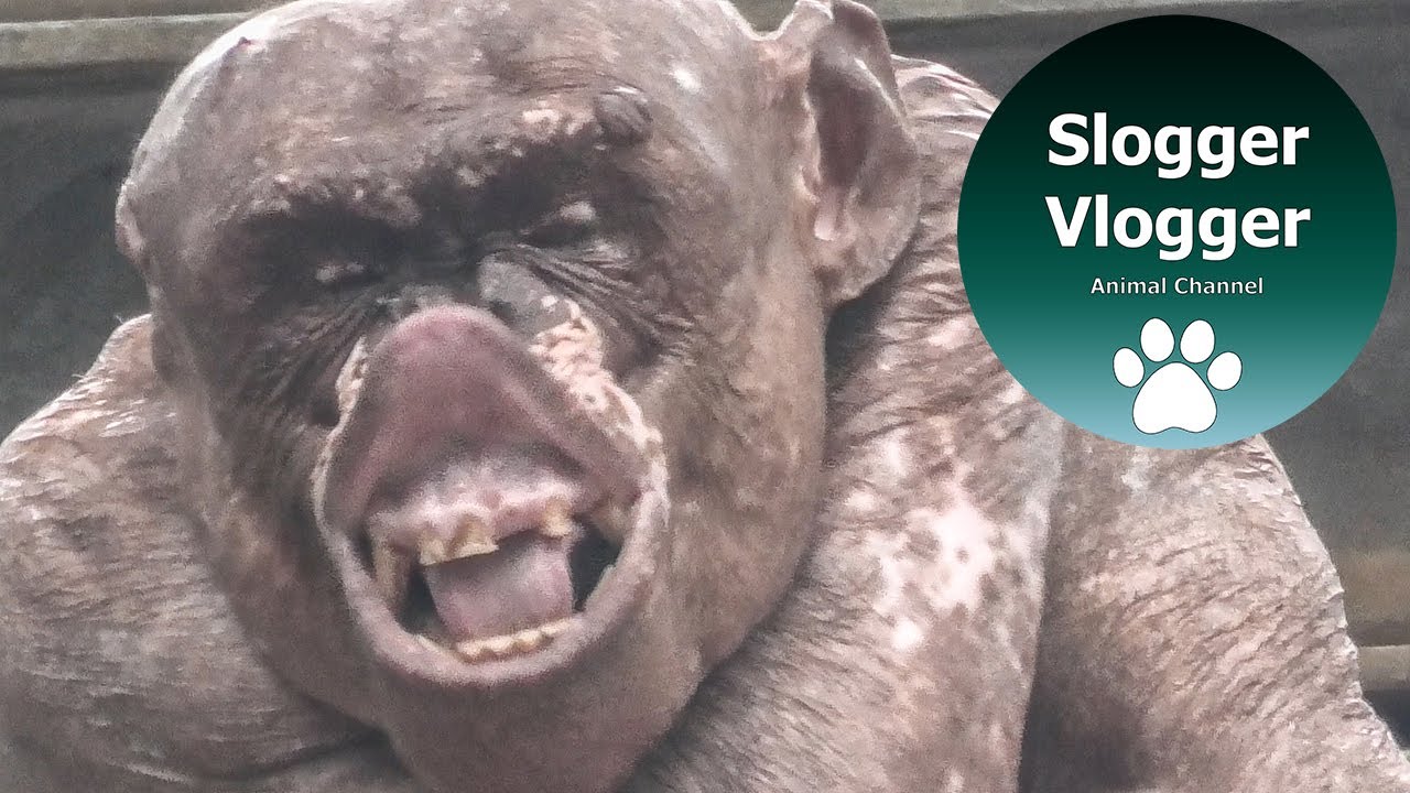 Hairless Chimp Still Kicking Doors Even With His Foot Injury - YouTube