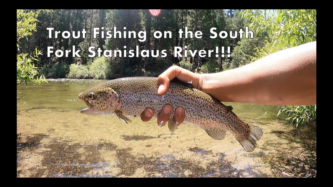 Catching Trout at the South Fork of the Stanislaus River! - YouTube