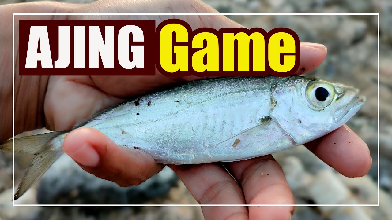 Ajing Game Joran 2 Lbs Vs Ikan Kembung - YouTube