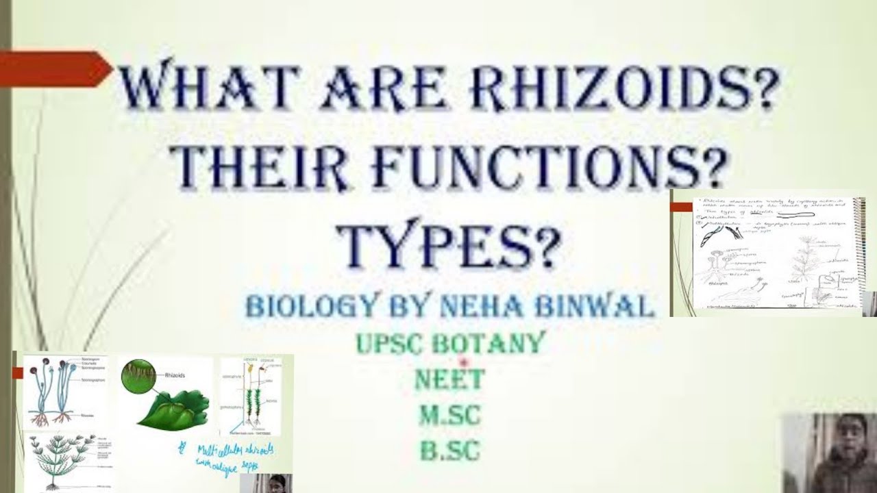 Rhizoids I Function of Rhizoid I Its Types I UPSC Botany NEET M.Sc B.Sc ...