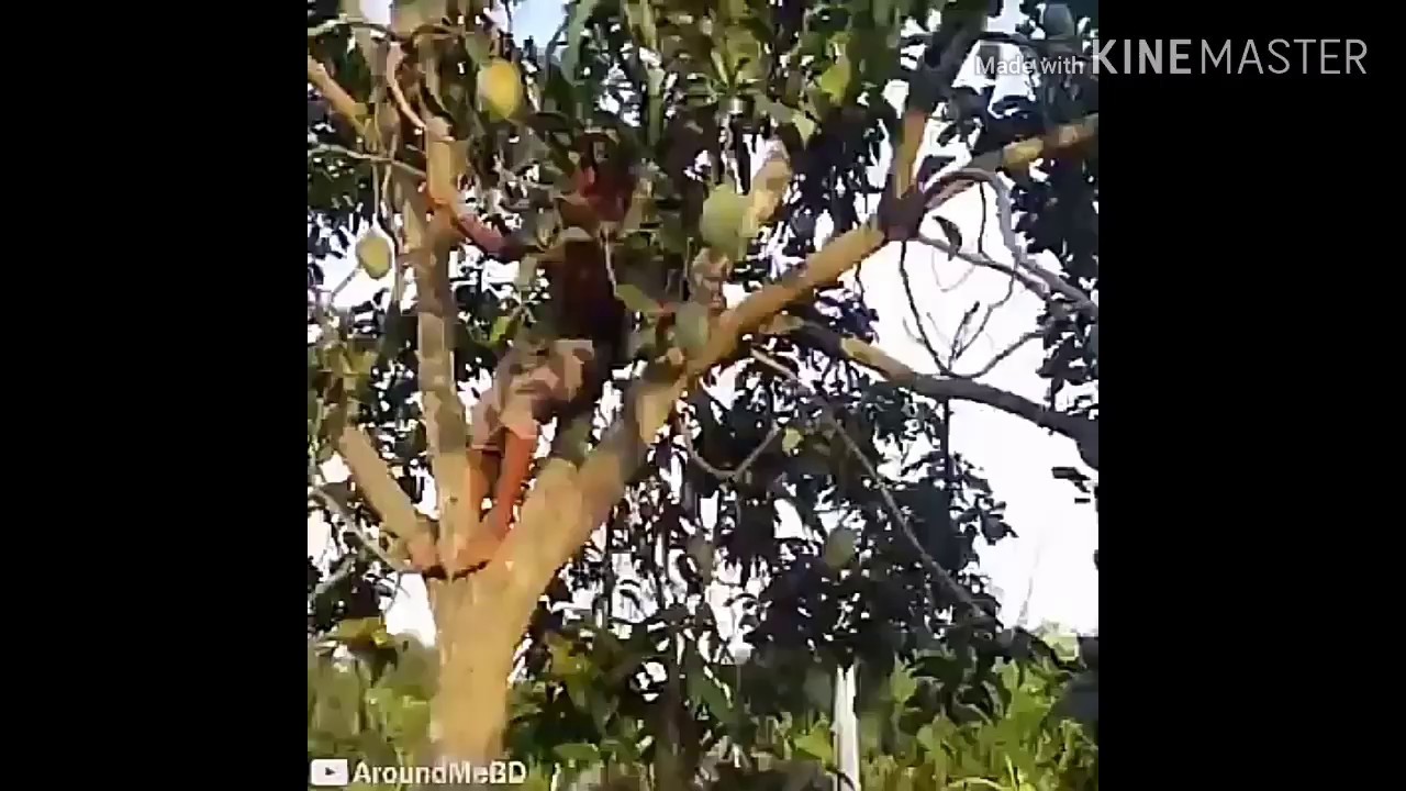 How To Harvest Mango ? - Mango Harvesting & Farming - YouTube