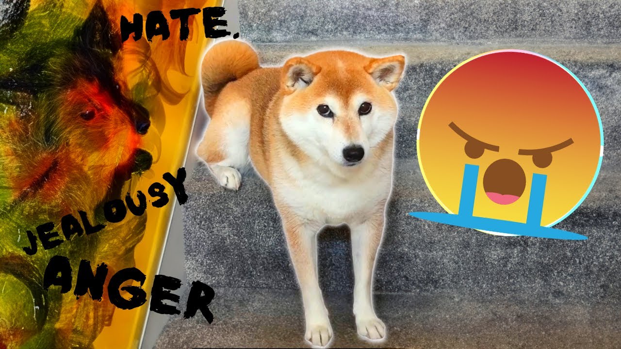 Shiba squeaks pure rage, anger and jealousy - YouTube