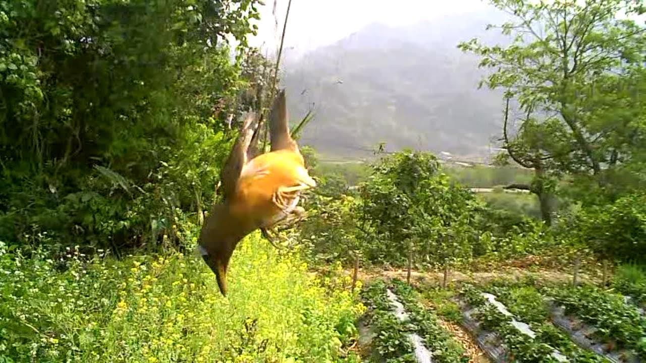 Saving a Trapped Bird - YouTube