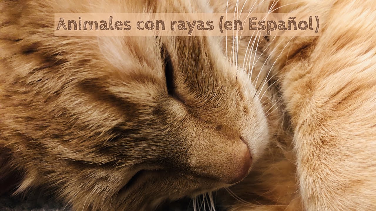 Animales con rayas (en Español) - YouTube