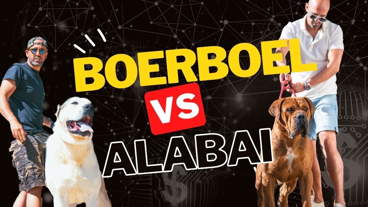 Boerboel VS Alabai Who is Better? ( The True Behind These 2 Breeds ...