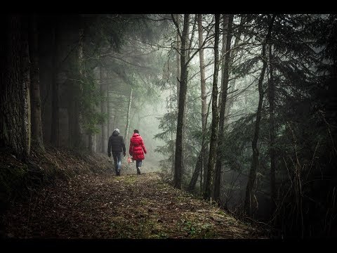 Walking Around The Forest | NATURE | HD videos | FOREST - YouTube
