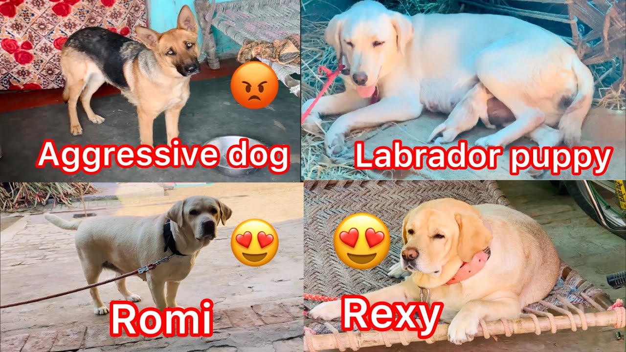 Labrador Female Ne Puppy Diye😍 || Aggressive Garman Shepherd 😡 - YouTube