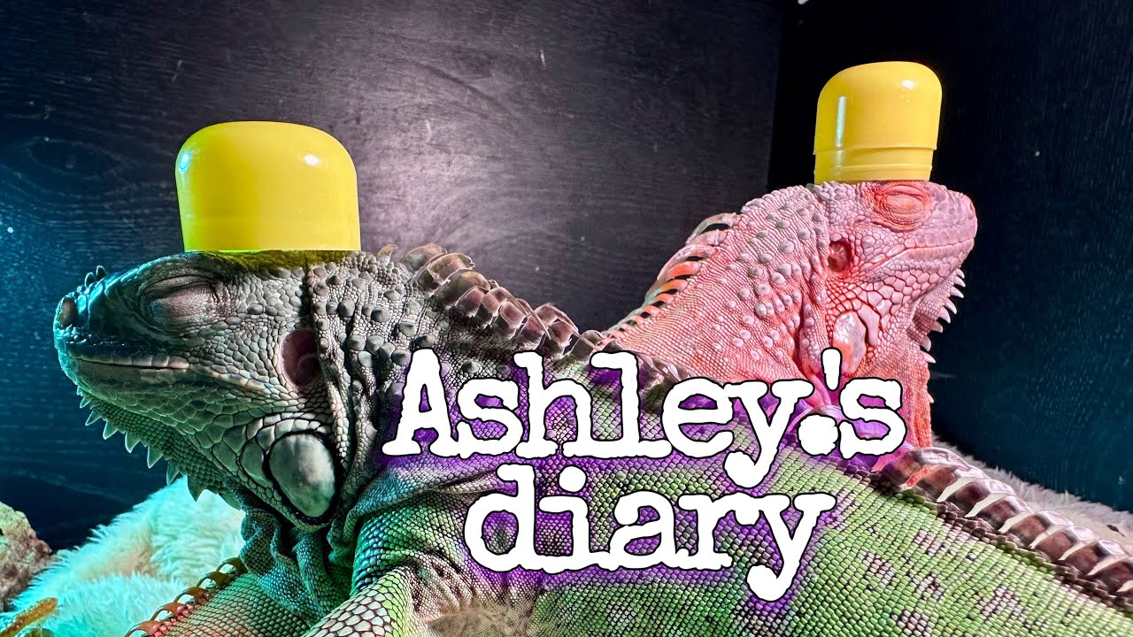 こいつらのベースキャンプ作り【Ashley's diary トカゲ】 - YouTube