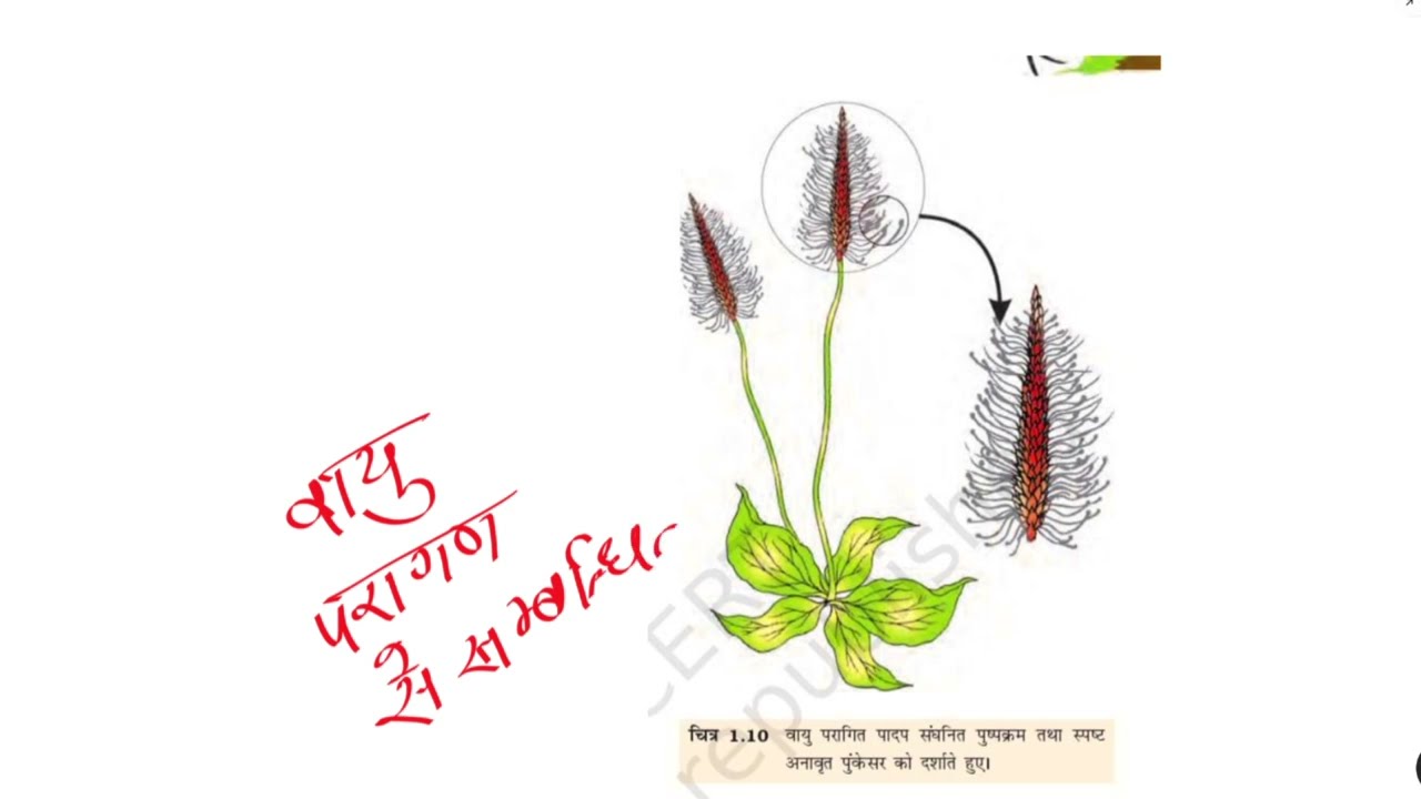 12th Biology important diagram🔥 || Biology के सभी महत्वपूर्ण चित्र🔥 ...