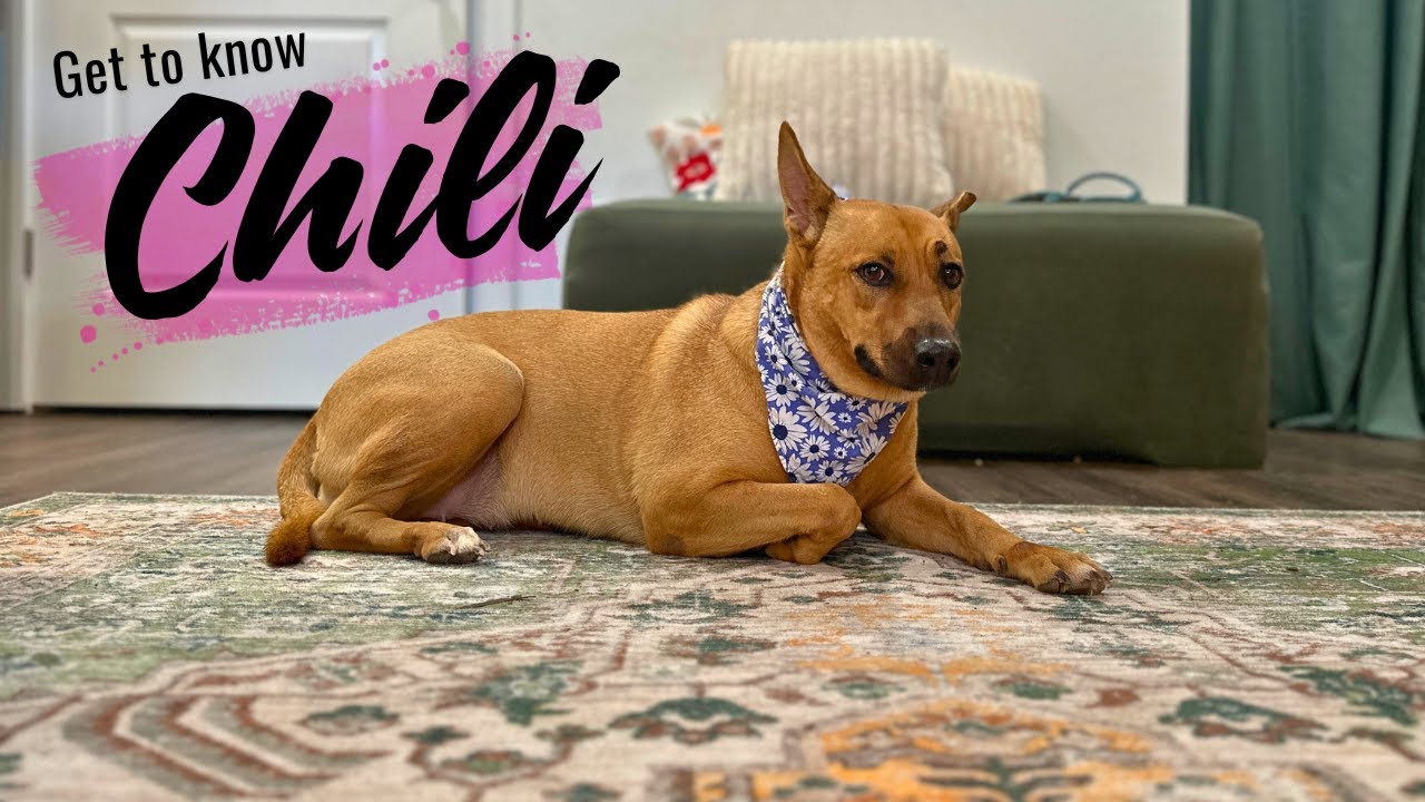 Chili earned her name by being a chill lady - YouTube