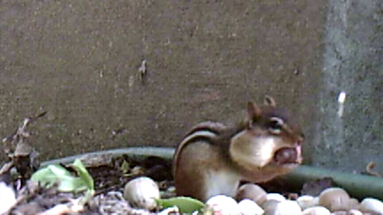 Adorable Chipmunk Snacking On Acorns! 🐿️ - YouTube