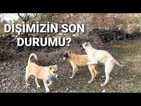 KANGAL PAŞA İLE ÇİFTLEŞEN DİŞİMİZİN SON DURUMU ( YAVRULARI SAHİPLENDİRECEK MİYİM ? AÇIKLAMA )