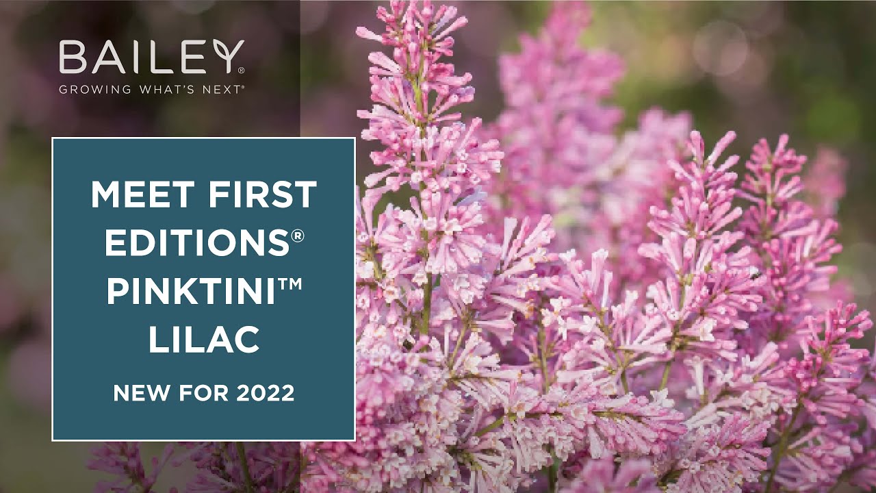 Meet First Editions® Pinktini™ Lilac - YouTube