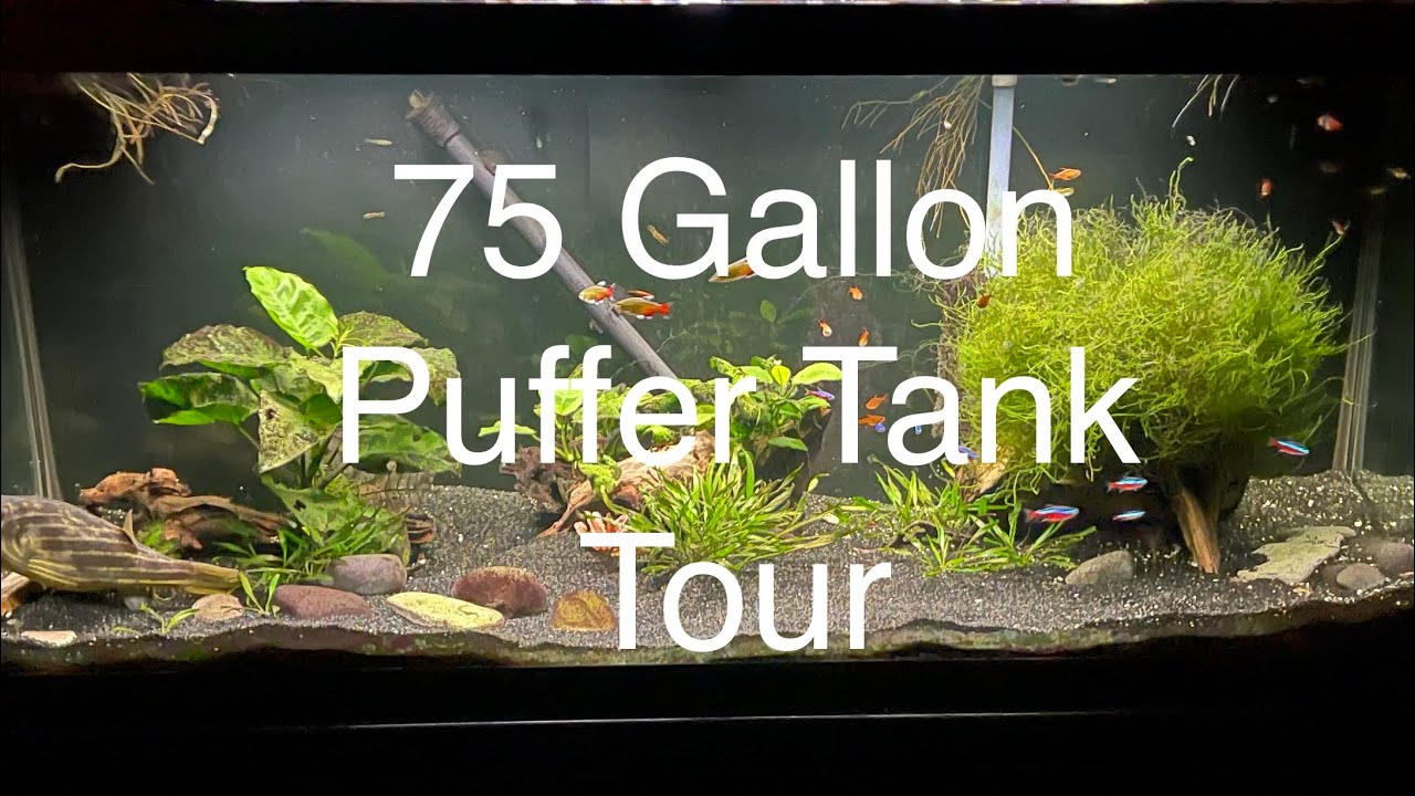 75 Gallon Puffer Tank Tour #fish #pufferfish #fishroomtour - YouTube