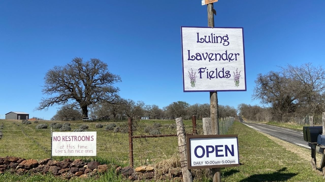 Visit to the Luling Lavender Fields | Saturday Vlog - YouTube