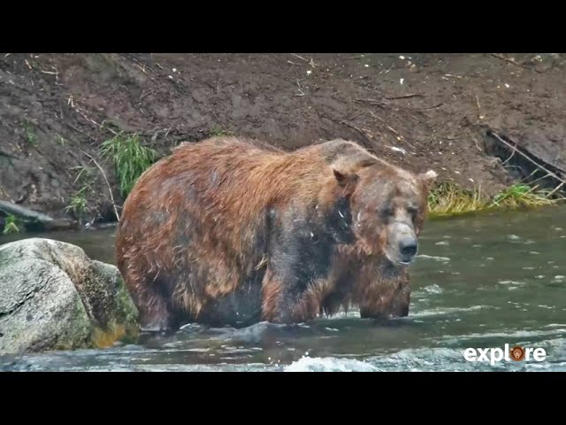 Fat bear ate 135,000 calories in 10 hours. And he's not done. | Mashable