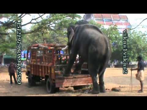 elephant loading in to a truck for transportation.mpg - YouTube