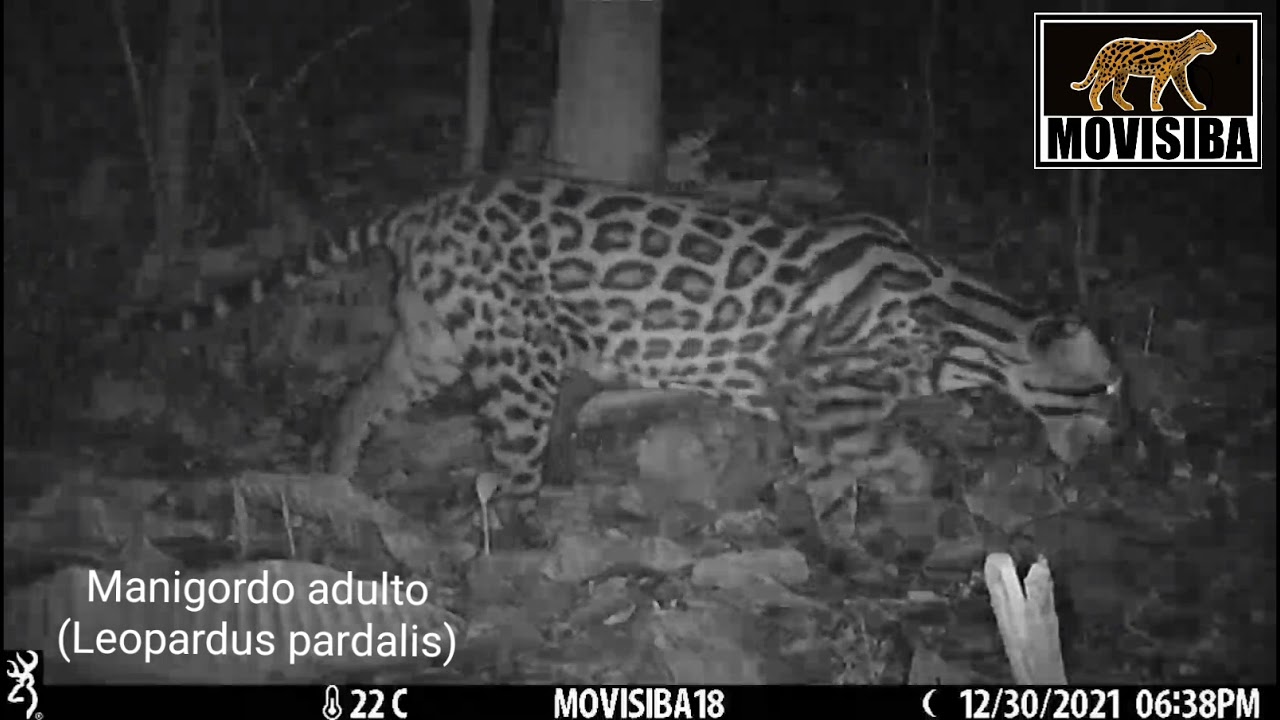 Manigordo/Ocelote macho adulto - YouTube