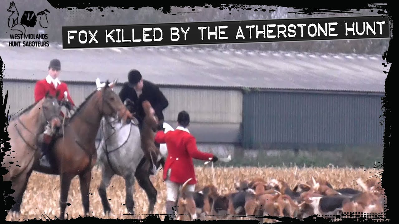 Fox killed by the Atherstone Hunt - YouTube