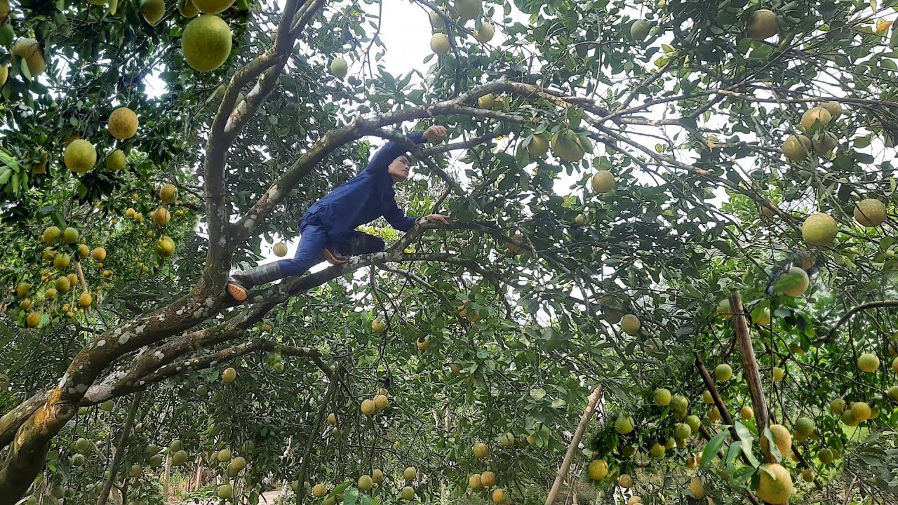 A day of harvesting grapefruit, picking grapefruit - mountain life ...