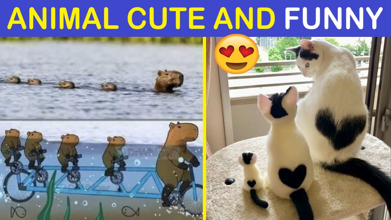 New Animal Pics So Cute and Funny, You Can’t Help but Smile | Happy And ...