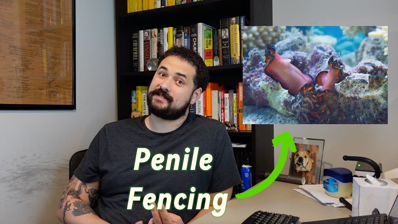 PENILE Fencing (in flatworms) - YouTube