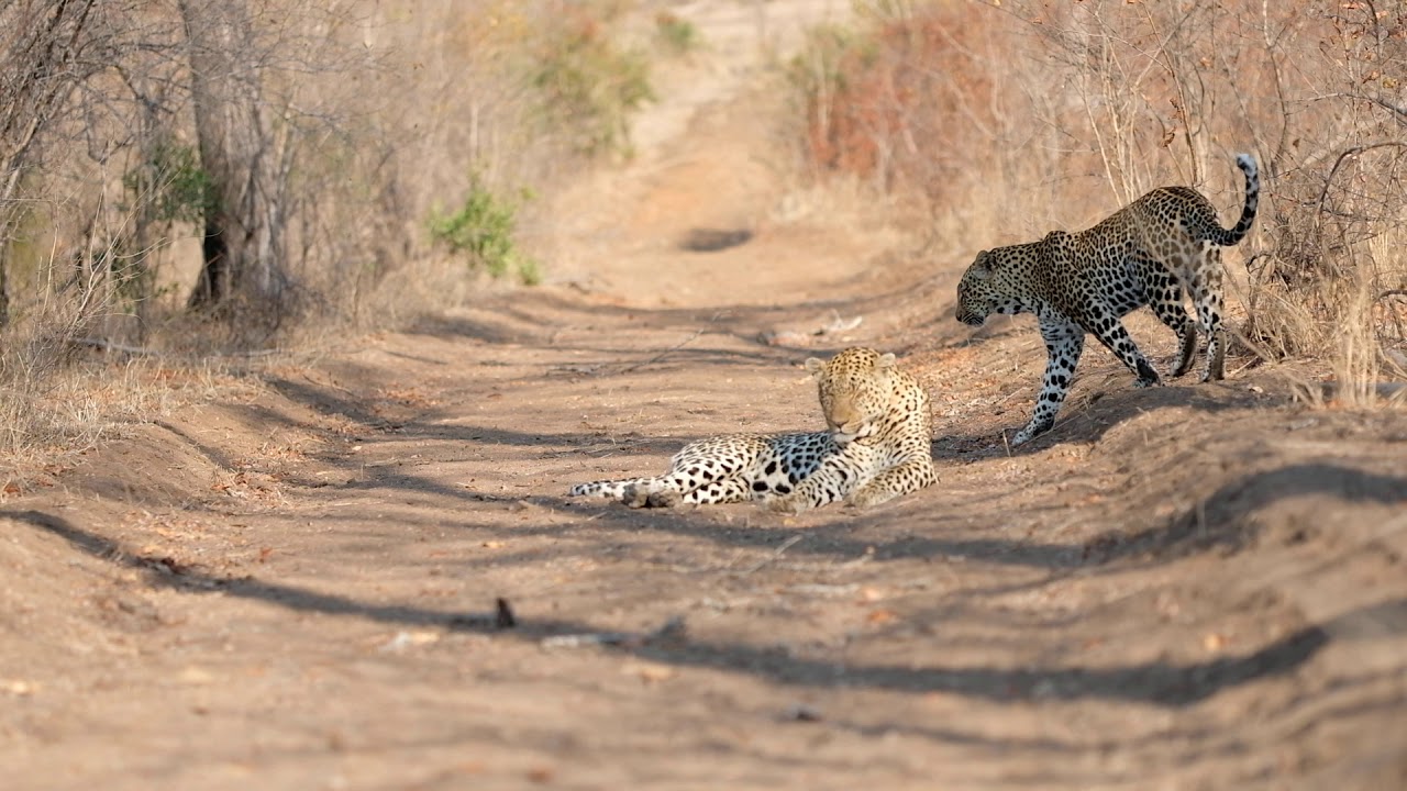 Leopards mating in the Road - YouTube