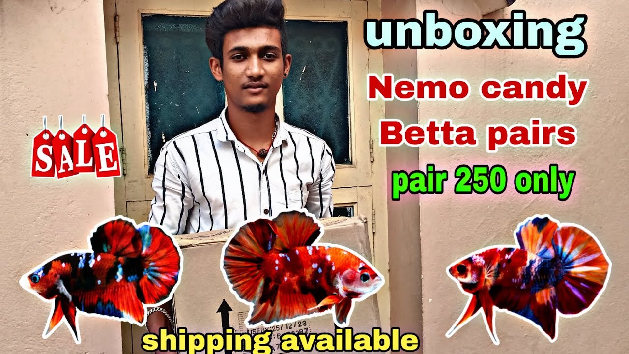 unboxing betta pairs || nemo candy betta fish sales || betta fish sales ...
