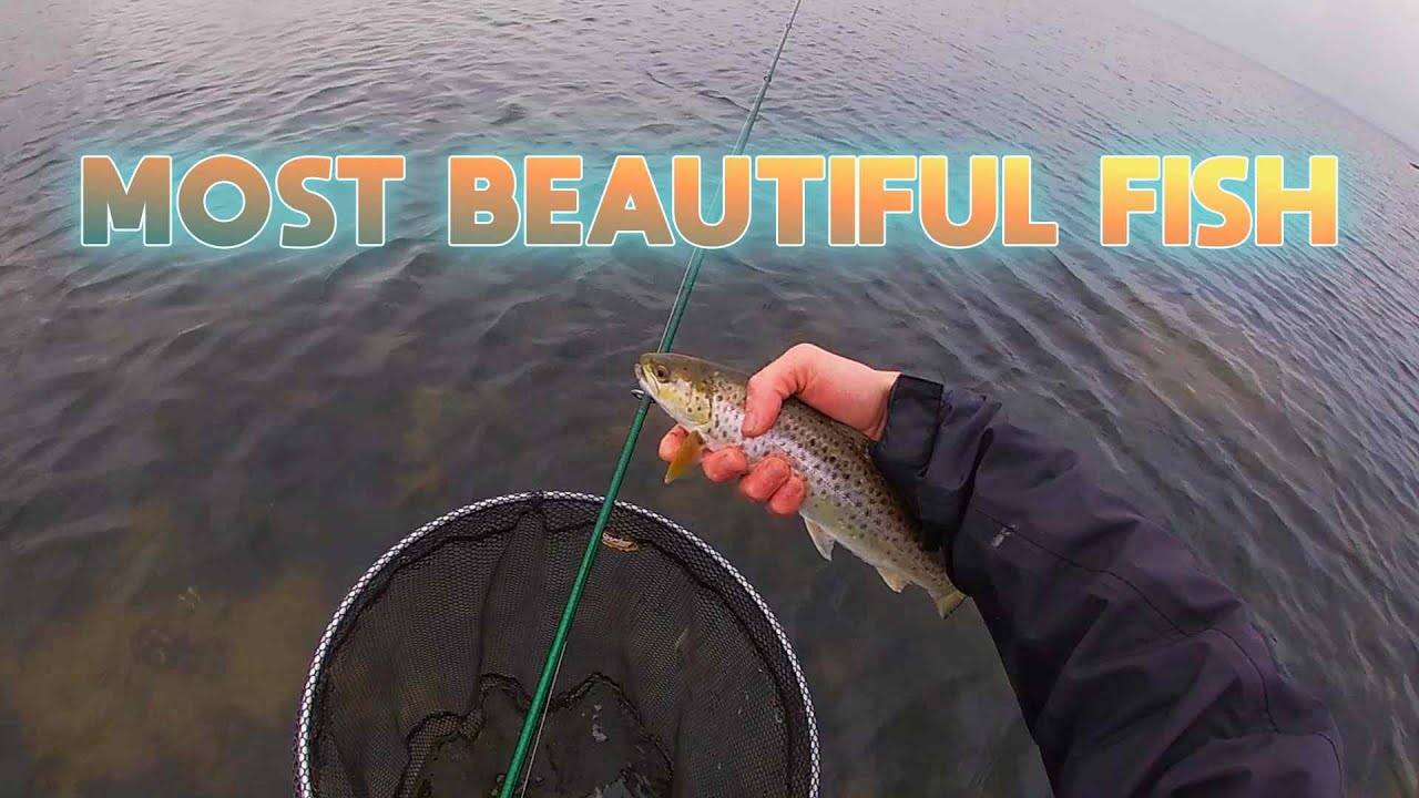 SEA TROUT FISHING IN DENMARK 🇩🇰 | coastal sea trout check in at ...