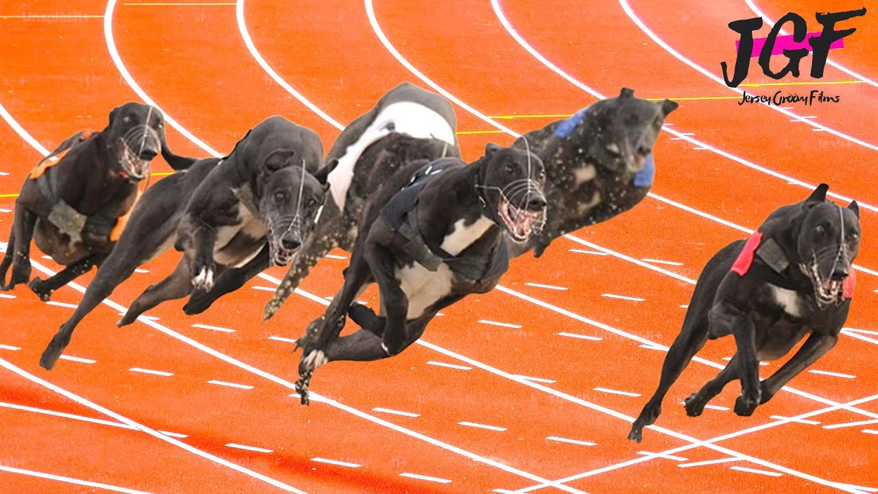 Greyhound Racing Championship: Track Competition - YouTube