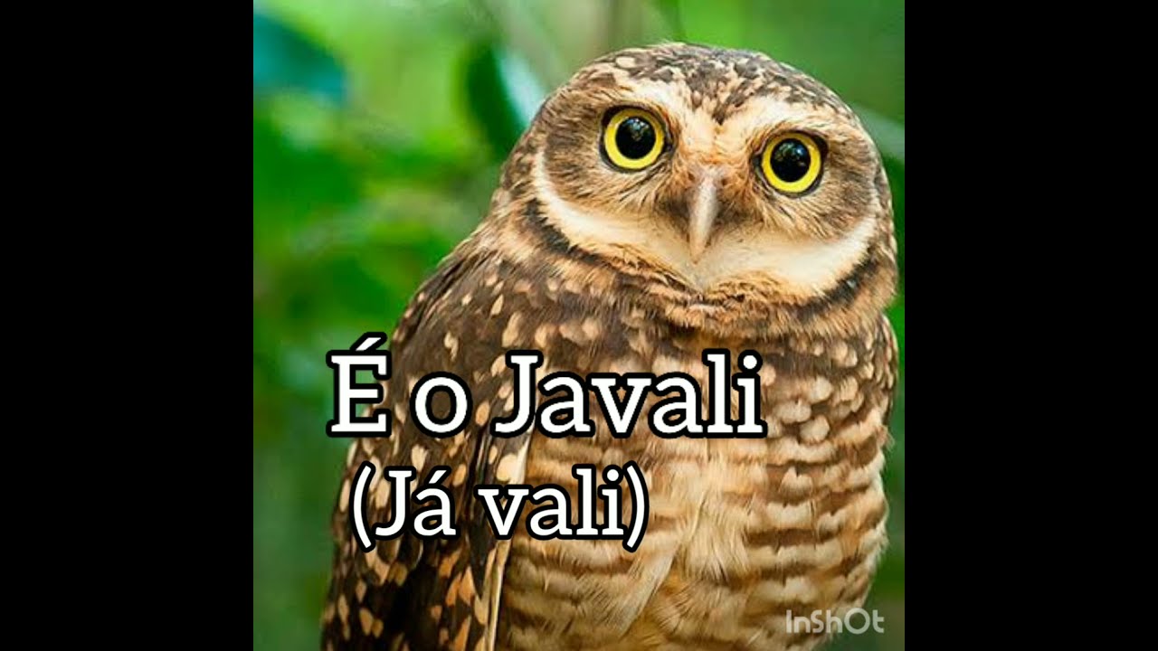 Meme do Javali - YouTube
