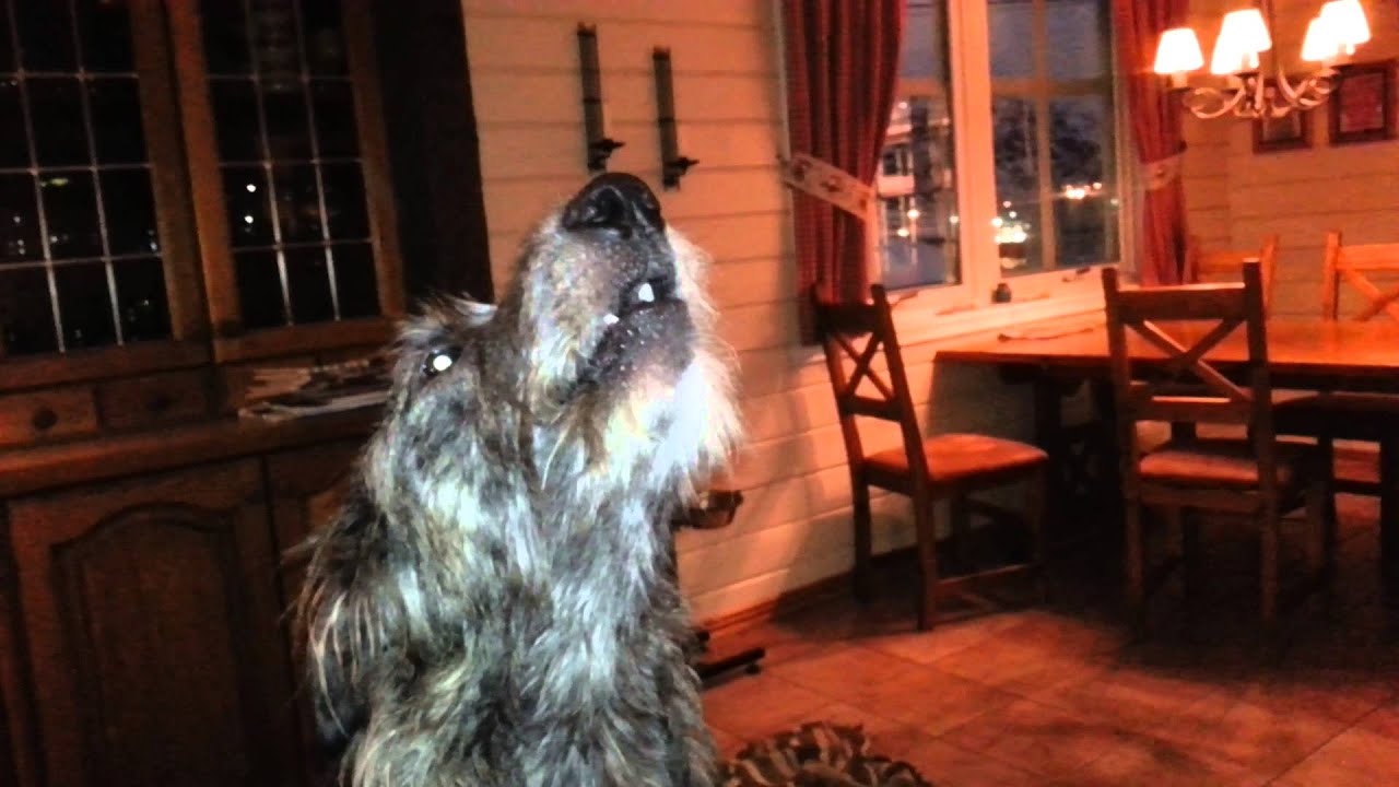 Irsk ulvehund uler / irish wolfhound howling - YouTube