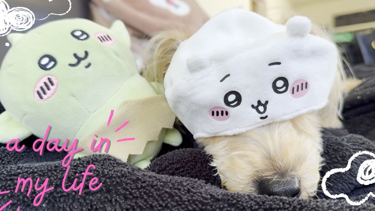 ちいかわの帽子をかぶるミックス犬が可愛過ぎた【The mixed dog wearing a Chiikawa hat was too ...