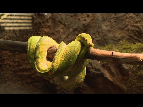 Clyde Peeling's Reptiland Turns 60 - YouTube