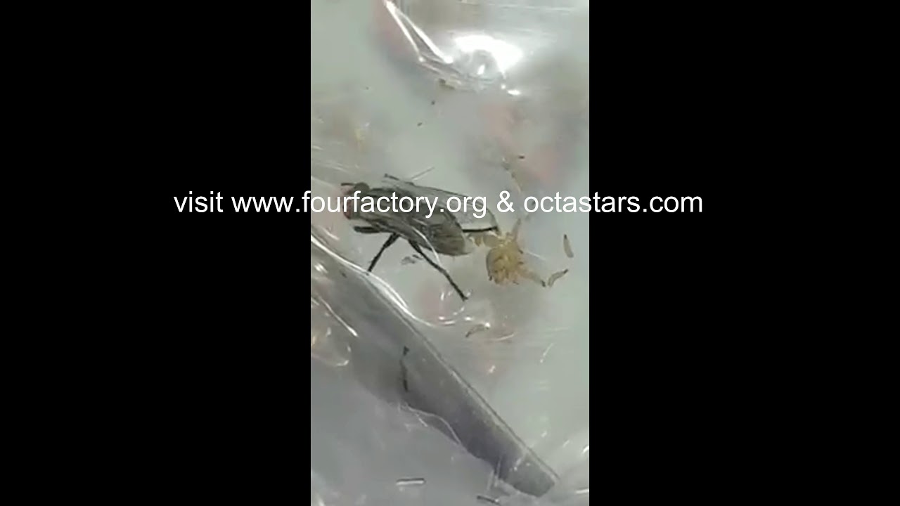how Flies give birth - YouTube
