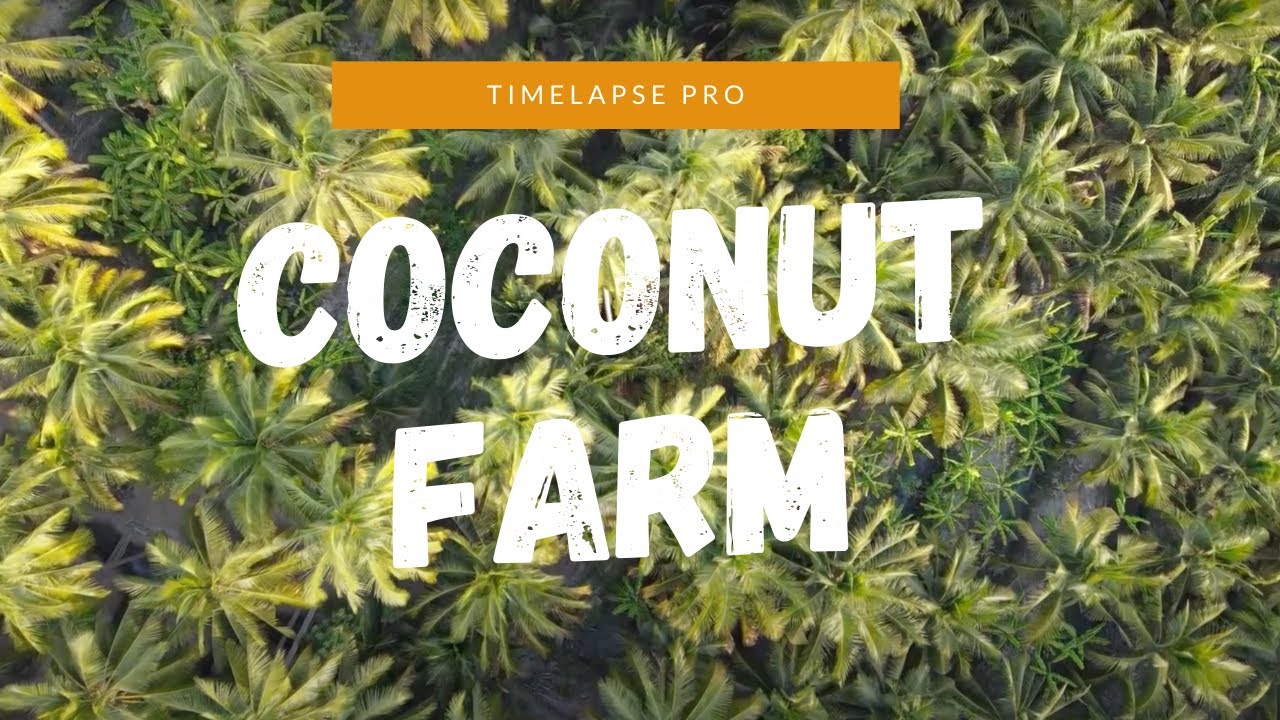 Coconut Farm Aerial view. Green coconut trees neatly aligned. - YouTube