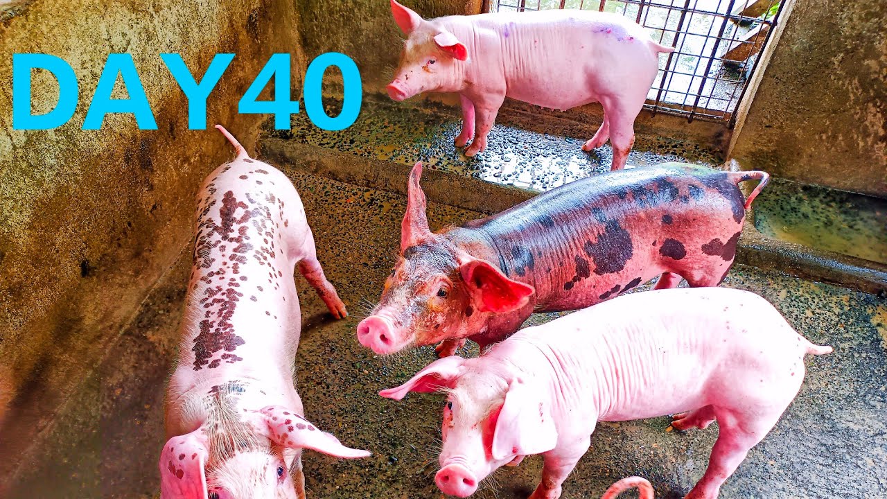 HOW TO RAISE PIGS / NEW LARGEWHITE PIGLETS / DUROC+LARGEWHITE / DAY40 - YouTube