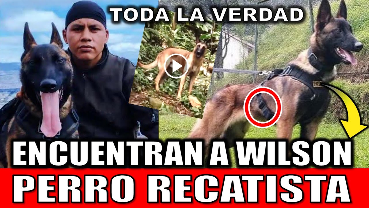 WILSON ESTA VIVO!! Encuentran a Wilson el Perro Rescatista de Colombia ...
