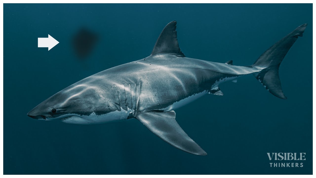 What Ate This Giant 9-Foot Shark In 2003? Mystery Solved - YouTube