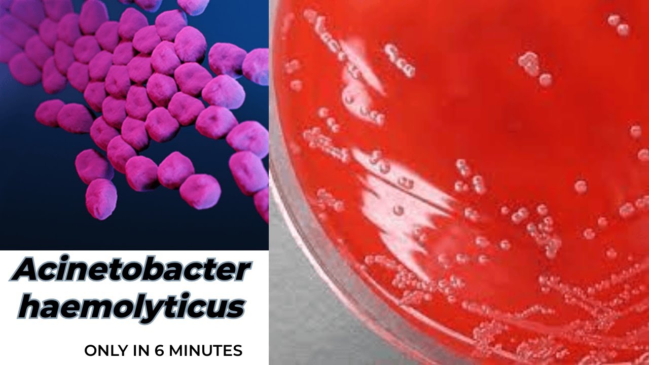 acinetobacter microbiology lecture ||acinetobacter haemolyticus ||Easy ...