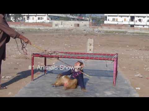 Fighting during monkey training - very funny - bandar ka khel - bandar tamasha