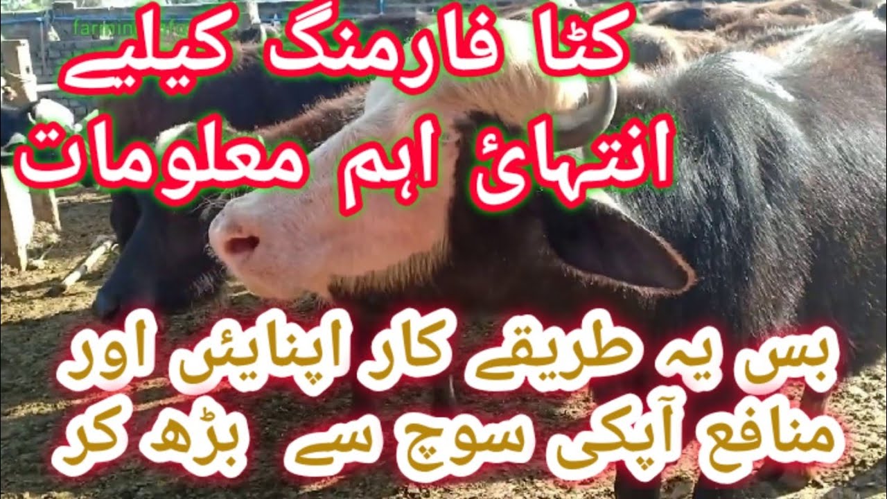 katta farming business in pakistan!katta farming business!kattay ...